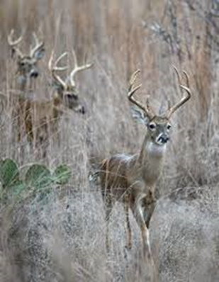 Small Trophy Deer - WildSafaris